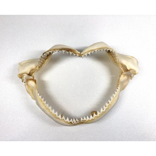 メーカー：(株)リーフ Leaf Corp _interior　アクアリウム用品　◎　海水　水中　アクセサリー　アクアリウム　シェル　貝殻　サメ　_aqua　int_kaigara　ok_ydkr　ＹＨ　20160120　インテリア　サメの...