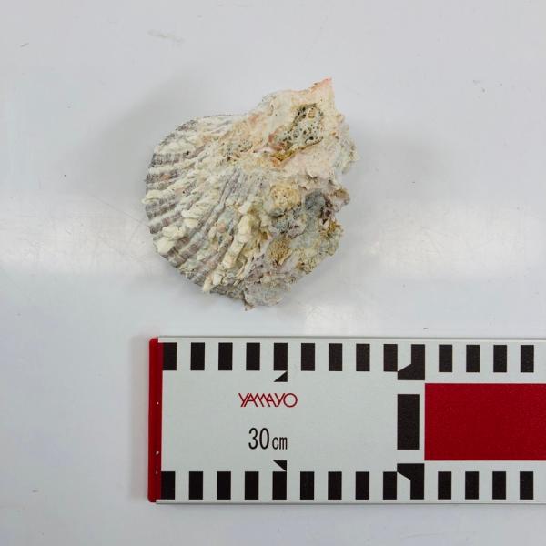 メーカー：(株)リーフ Leaf Corp 一点物　シェルコレクション　アクアリウム用品　アクア用品　海水用品　飾り　貝　貝殻　シェル　装飾　レイアウト　インテリア　オブジェ　天然素材　骨格　海水　水槽用アクセサリ　hwlist　hw1fs...