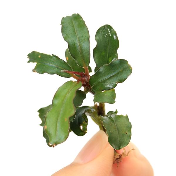 PF_SPQ　水草　陰性水草　低光量　ＫＮ便　ＫＮ　サトイモ科　Ａｒａｃｅａｅ　ブセファランドラ属　Ｂｕｃｅｐｈａｌａｎｄｒａ　オーロラ　アウローラ　aurora　aurorae　活着　活着水草040水上ブセ　y25m11　ＮＨ　2025t...