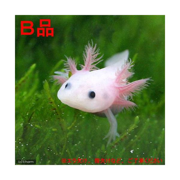 PF_SPQ　_hachu　_kame　亀・爬虫類　生体　イモリ／サラマンダー　ウーパールーパー　リューシ　１匹　ウーパールーパー各種　Urodela　熱帯魚・エビ他　ザリガニ・その他　両爬　amp_Axolotl　ＭＫ　axolotl_c...