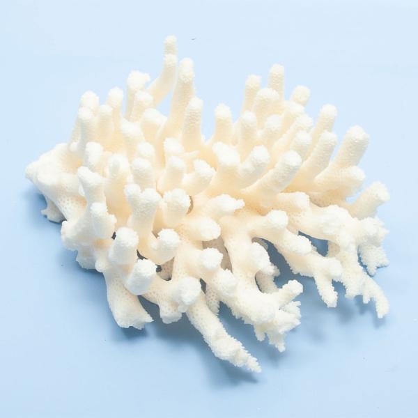 一点物　かざりサンゴ　アクアリウム用品　アクア用品　海水用品　飾り　サンゴ　珊瑚　装飾　レイアウト　インテリア　オブジェ　天然素材　骨格　海水　水槽用アクセサリ　hwlist　hw1fszlist　KYS　y25m06　20250619　q...