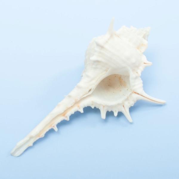 _animal　_insect　◎　_interior　海水　水中　アクセサリー　アクアリウム　シェル　貝殻　巻貝　ヤドカリ　オカヤドカリ　引越し　shell_0519　_aqua　int_kaigara　ok_ydkr　hw1fszlis...