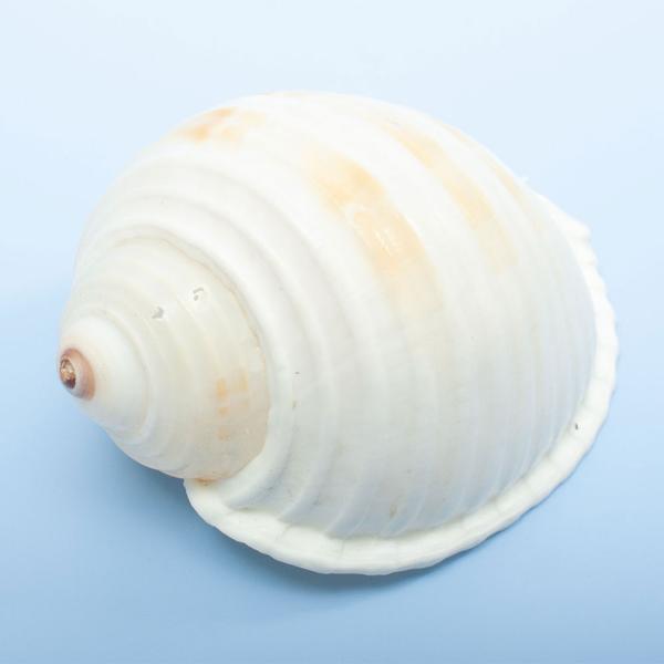 _animal　_insect　◎　_interior　海水　水中　アクセサリー　アクアリウム　シェル　貝殻　巻貝　ヤドカリ　オカヤドカリ　引越し　shell_0519　_aqua　int_kaigara　ok_ydkr　hw1fszlis...