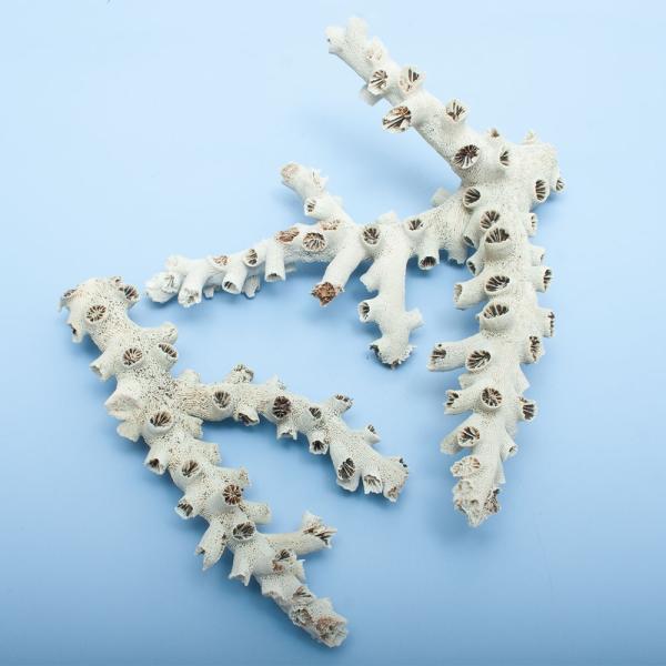 メーカー：(株)リーフ Leaf Corp 一点物　かざりサンゴ　アクアリウム用品　アクア用品　海水用品　飾り　サンゴ　珊瑚　装飾　レイアウト　インテリア　オブジェ　天然素材　骨格　海水　水槽用アクセサリ　hwlist　hw1fszlist...