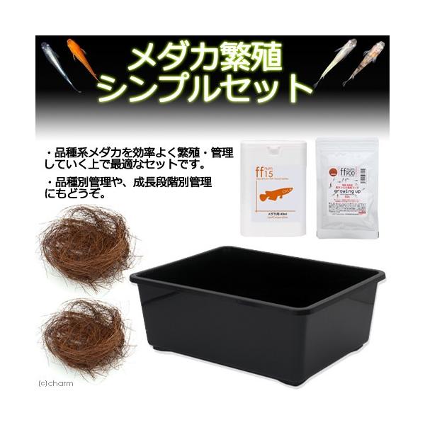 プラ箱　フラット　黒　ビオトープ　めだか　容器　飼育容器　水蓮　スイレン　蓮　ハス　たらい　金魚　飼育　栽培　ビオ　20180710　KK　角型　トロブネ　繁殖　ブリード　本格的　メダカ繁殖　シンプルセット　改良メダカ　幹之　楊貴妃　産卵　...