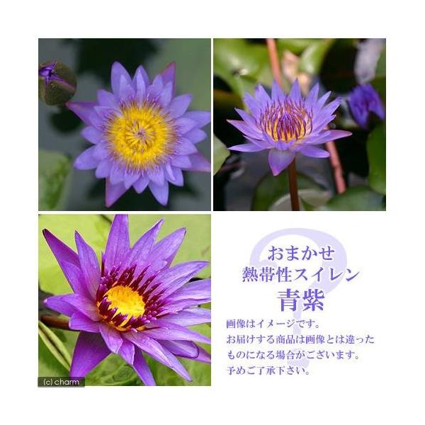 _gardening　スイレン　睡蓮　栽培　育て方　熱帯性スイレンまつり　ビオトープ　熱帯性スイレン　スイレン単体　青紫　ガーデニング　水辺植物　ブルー／パープル　all_plants　nettaipoint　おまかせ熱帯性スイレン　おまか...