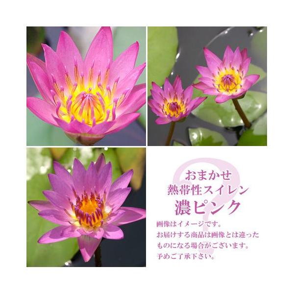 _gardening　スイレン　睡蓮　栽培　育て方　熱帯性スイレンまつり　ビオトープ　熱帯性スイレン　ガーデニング　水辺植物　ピンク　all_plants　nettaipoint　おまかせ熱帯性スイレン　おまかせスイレン　20110419　...