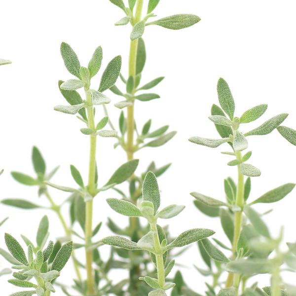 観葉植物　090list　_gardening　herbpot_series　kidobfen　opa2_delete　ガーデニング　ハーブ　苗　植物　植物生体　ガーデニング生体　育て方　育成方法　栽培方法　初心者向け　観賞用　タイム　th...