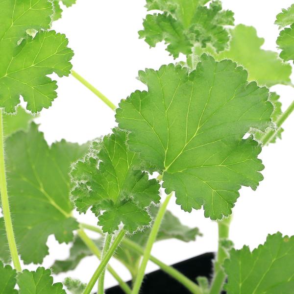 観葉植物　090list　_gardening　herbpot_series　kidobfen　opa2_delete　ガーデニング　ハーブ　苗　ゼラニウム　ゼラニューム　植物　植物生体　ガーデニング生体　育て方　育成方法　栽培方法　フウロ...