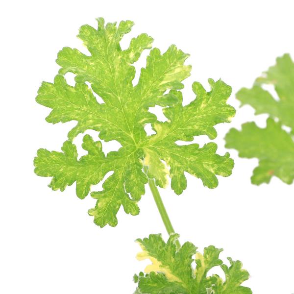 観葉植物　090list　_gardening　herbpot_series　kidobfen　opa2_delete　ガーデニング　ハーブ　苗　ゼラニウム　ゼラニューム　植物　植物生体　ガーデニング生体　育て方　育成方法　栽培方法　フウロ...