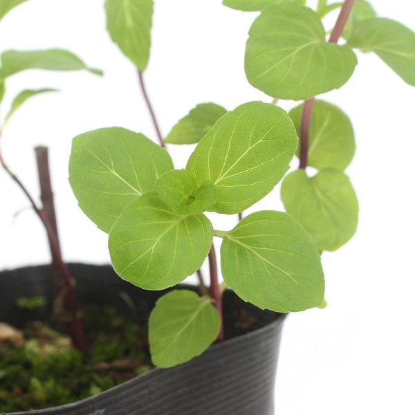 観葉植物　_gardening　ガーデニング　ハーブ　苗　herbpot_series　アロマ　ミント　_mintgdn　opa2_delete　herb2022　シソ科ハッカ属　多年草　Ｍｅｎｔｈａ　ｓｐｅｃａｔａ　ｖａｒ．ｃｒｉｓｐａ　...