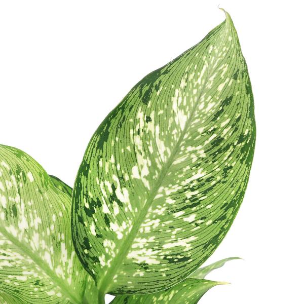 観葉植物　園芸　muryotassei_500_599　_gardening　_hachu　_kame　ガーデニング　tanikuplapot_series　植物　植物生体　ガーデニング生体　opa2_delete　Dieffenbachi...