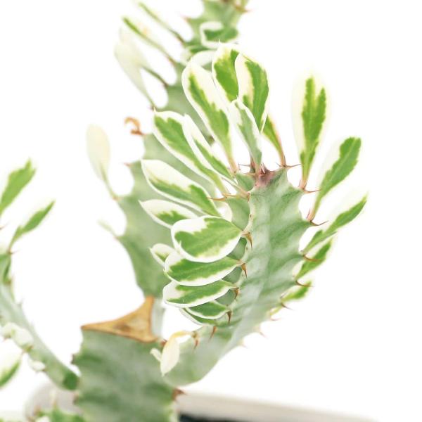 観葉植物　_gardening　mushiyoke_plants　musikonai_pio　ガーデニング　育て方　育成方法　栽培方法　Ｅｕｐｈｏｒｂｉａ　ｔｒｉｇｏｎａ　ｗｈｉｔｅ　トウダイグサ科ユーフォルビア属　常緑多年草　東南アジア　...