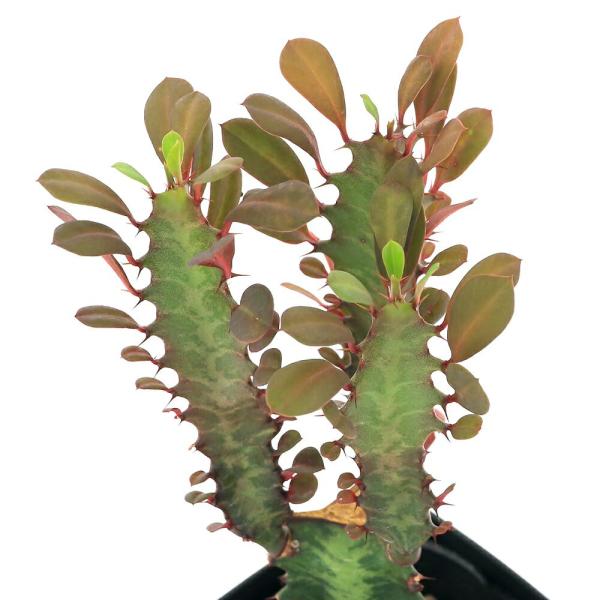 観葉植物　_gardening　mushiyoke_plants　musikonai_pio　ガーデニング　育て方　育成方法　栽培方法　Ｅｕｐｈｏｒｂｉａ　ｔｒｉｇｏｎａ　Ｒｅｄ　トウダイグサ科ユーフォルビア属　常緑多年草　東南アジア　20...