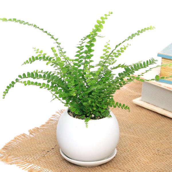 観葉植物　園芸　ガーデニング　多肉植物　ビバリウム　アクアテラリウム　パルダリウム　両爬向き植物　陶器鉢植えシリーズ　toukibachikannyou_series　植物　植物生体　ガーデニング生体　pottery_plant_serie...