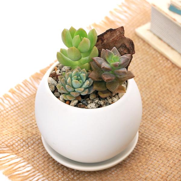 観葉植物　園芸　ガーデニング　多肉植物　ビバリウム　アクアテラリウム　パルダリウム　両爬向き植物　陶器鉢植えシリーズ　toukibachikannyou_series　植物　植物生体　ガーデニング生体　pottery_plant_serie...
