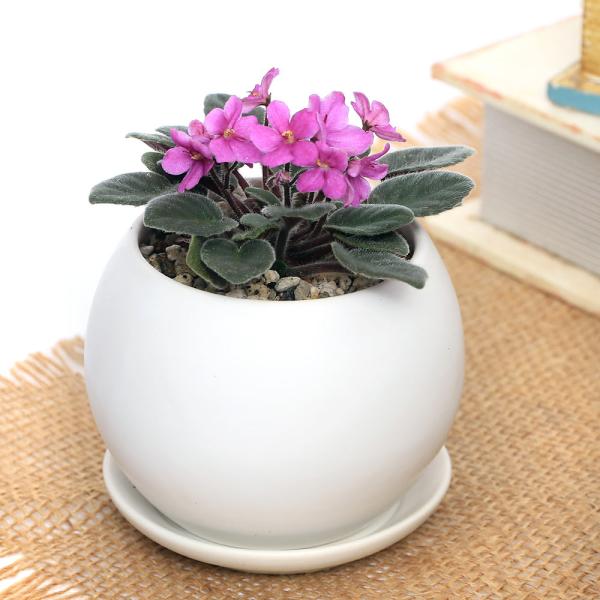 観葉植物　園芸　ガーデニング　陶器鉢植えシリーズ　toukibachikannyou_series　植物　植物生体　ガーデニング生体　pottery_plant_series　toukibachiue_dice　toukibachiue　育...