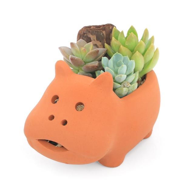 観葉植物　ガーデニング　多肉植物　多肉　インテリア　私のオアシス　私のオアシスシリーズ　多肉セットシリーズ　動物陶器鉢　動物テラコッタ　アニマル陶器鉢　アニマルテラコッタ　アニマルテラコッタシリーズ　_gardening　oasis_tan...