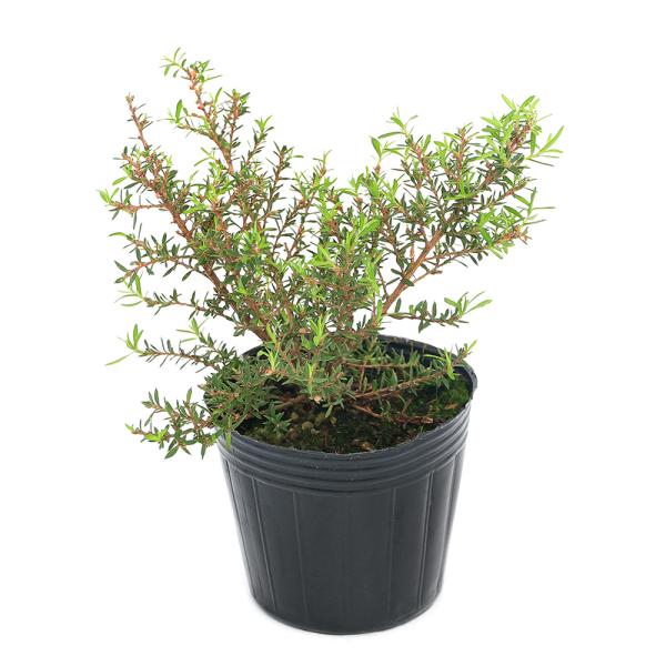 観葉植物　ガーデニング　花　苗　育て方　育成方法　栽培方法　鉢植え　ポット　管理方法　植物　植物生体　090list　シンボルツリー　インテリアグリーン　リース　ドライフラワー　一輪挿し　ネイティブプランツ　オージープランツ　Leptosp...