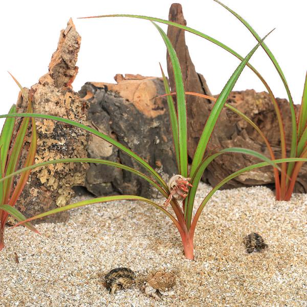 ガーデニング　観葉植物　パンダナス　タコノキ　20180605　ＲＭ　_gardening　育て方　育成方法　栽培方法　_aqua　_insect　▲　▼　オカヤド餌　その他　オカヤドカリ用品　アダン　アダンの苗　◎　ヤドカリ　パイナップル...