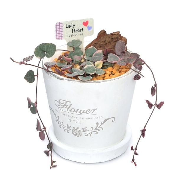 観葉植物　_gardening　観葉　邑楽店　ガーデニング　園芸　陶器鉢植えシリーズ　Ficus　vaccinioides　toukibachikannyou_series　植物　植物生体　ガーデニング生体　育て方　育成方法　栽培方法　to...