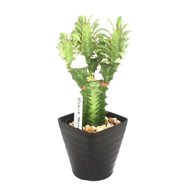 _hachu　_kame　_gardening　ガーデニング　emporio　多肉植物　観葉植物　all_plants　Euphorbia　trigona　Green　三角キリン　トリゴナ　トウダイグサ科ユーフォルビア属　中央アジア　アフリ...