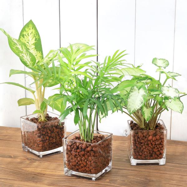 観葉植物　コケシリーズ　aquaterrarium　ガーデニング　インテリア　all_plants　両爬向き植物　ハイドロカルチャー　ビバリウム　アクアテラリウム　パルダリウム　ガラス　室内　おしゃれ　清潔　ガラスベース　水耕　ハイドロ　R...