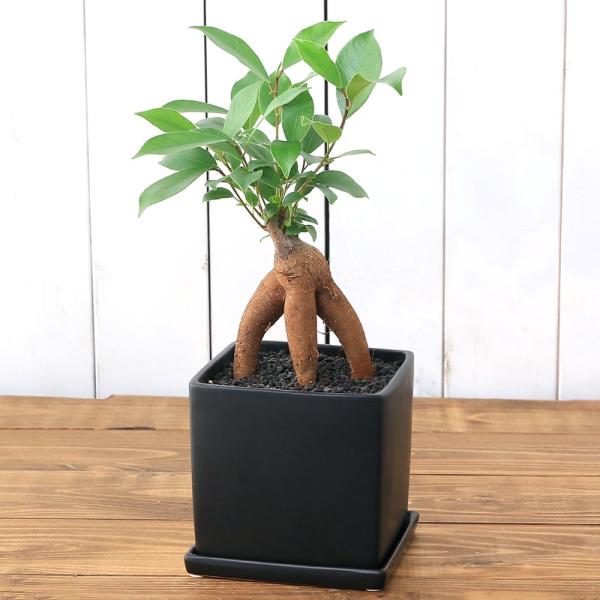 ガーデニング　観葉植物　ダイス陶器鉢植えシリーズ　陶器鉢植えシリーズ　植物　植物生体　ガーデニング生体　キジムナー　幸福　樹　toukibachikannyou_series　pottery_plant_series　育て方　育成方法　栽培...