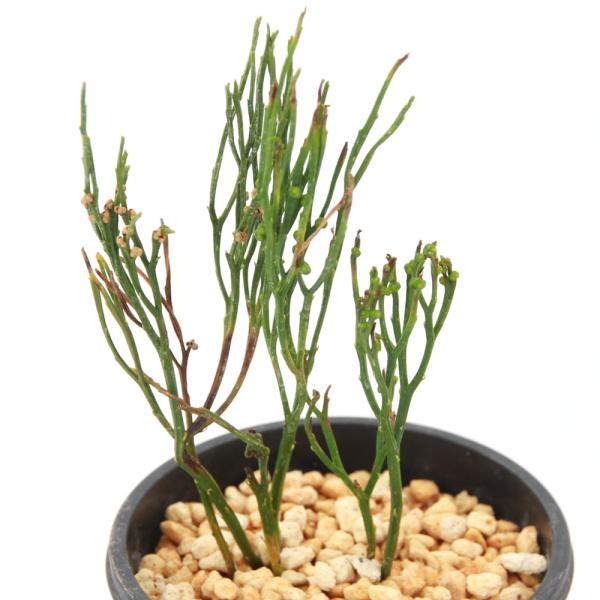 kotenplant　観葉植物　ガーデニング　花　苗　育て方　育成方法　栽培方法　松葉蘭　マツバラン科マツバラン属　マツバラン科　ホウキラン　ｗｈｉｓｋ　ｆｅｒｎ　シダ　常緑シダ植物　趣味　園芸　伝統　20221226　NMIYA　ｙ22ｍ...