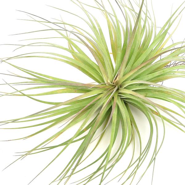 観葉植物　インテリア　インテリア・雑貨　ガーデニング　園芸　ビバリウム　アクアテラリウム　パルダリウム　両爬向き植物　パイナップル科　ハナアナナス属　着生植物　エアブロメリア　エアプランツ　ティランジア　チランジア　Tillandsia　s...