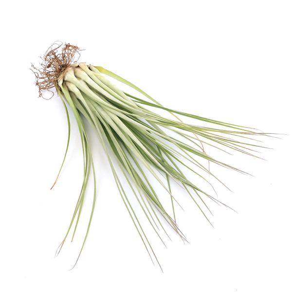 観葉植物　インテリア　インテリア・雑貨　ガーデニング　園芸　ビバリウム　アクアテラリウム　パルダリウム　両爬向き植物　パイナップル科　ハナアナナス属　着生植物　エアブロメリア　エアプランツ　ティランジア　チランジア　Tillandsia　s...