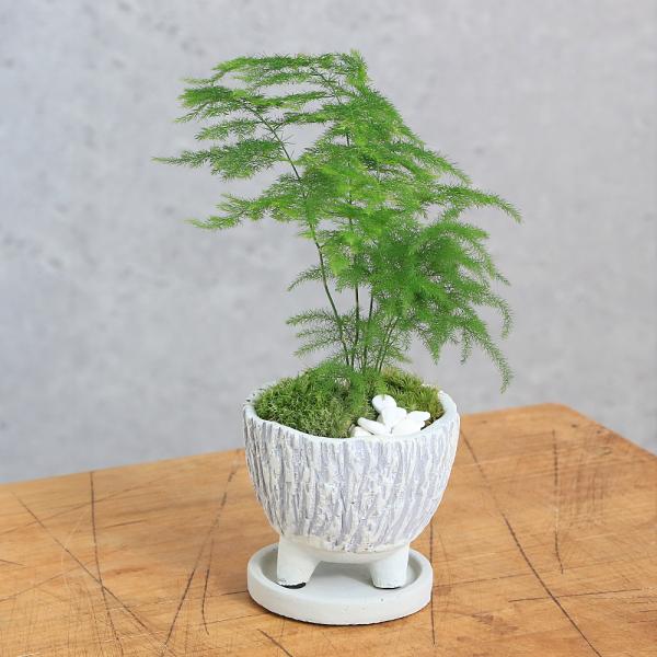 観葉植物　ガーデニング　陶器鉢植えシリーズ　植物　植物生体　ガーデニング生体　toukibachikannyou_series　pottery_plant_series　育て方　育成方法　栽培方法　toukibachiue　kaijo　op...