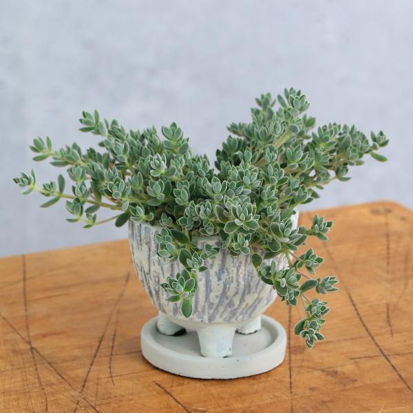 観葉植物　ガーデニング　ダイス陶器鉢植えシリーズ　陶器鉢植えシリーズ　植物　植物生体　ガーデニング生体　toukibachikannyou_series　pottery_plant_series　育て方　育成方法　栽培方法　toukibac...