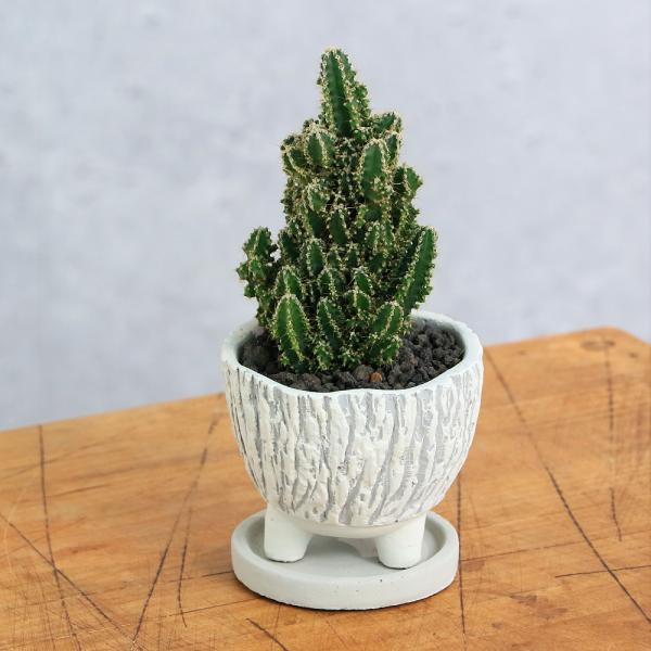 観葉植物　ガーデニング　ダイス陶器鉢植えシリーズ　陶器鉢植えシリーズ　植物　植物生体　ガーデニング生体　toukibachikannyou_series　pottery_plant_series　育て方　育成方法　栽培方法　toukibac...