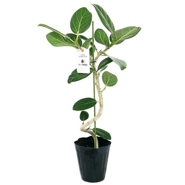 _gardening　観葉植物　園芸　ガーデニング　ビバリウム　アクアテラリウム　パルダリウム　両爬向き植物　クワ科　イチジク属　Ficus　benghalensis　プランテリア　planterior　oasisnae　育て方　育成方法　...