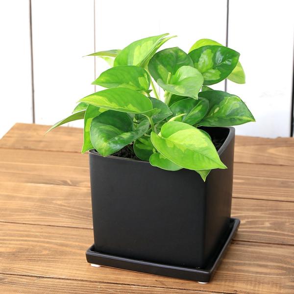 ガーデニング　観葉植物　ダイス陶器鉢植えシリーズ　陶器鉢植えシリーズ　植物　植物生体　ガーデニング生体　幸福　樹　toukibachikannyou_series　pottery_plant_series　育て方　育成方法　栽培方法　tou...