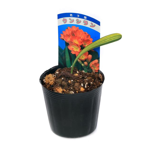 観葉植物　all_plants　_gardening　ガーデニング　花　苗　育て方　育成方法　栽培方法　Ｃｌｉｖｉ　クリビア　ノビリス　ミニアタヒガンバナ科クンシラン属　半耐寒性多年草　南アフリカ　fallwinter_flour　2023...