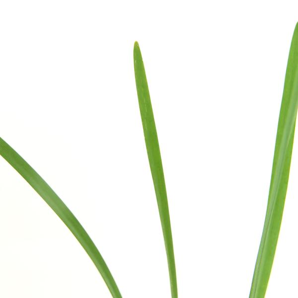 観葉植物　_gardening　ガーデニング　ハーブ　苗　herbpot_series　Tulbaghia　violacea　ツルバキアビオラセア　ソサエティガーリック　瑠璃二文字　キジカクシ科ツルバキア属　耐寒性多年草　南アフリカ　育て方...