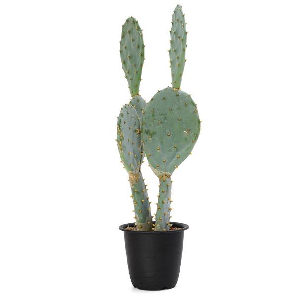 _gardening　_hachu　_kame　ガーデニング　サボテン・多肉植物　インテリア　tanikuplapot_series　植物　植物生体　ガーデニング生体　バニーカクタス　ウチワサボテン　ビバリウム　アクアテラリウム　パルダリウ...