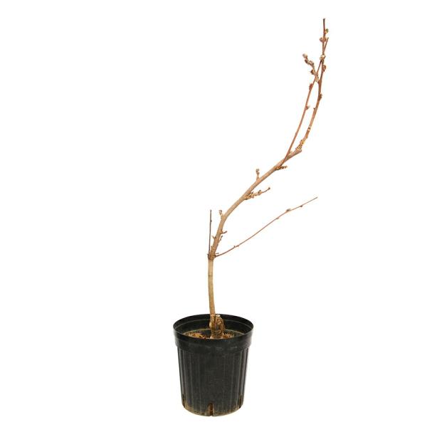 観葉植物　ガーデニング　花　苗　藤　いっさいふじ　flower_pots　20100423　ＨＴ　smeosa94　uieldfwl79　_gardening　植物　ボンサイ　盆栽　和　観葉　育て方　育成方法　栽培方法　kaijyo　opa...