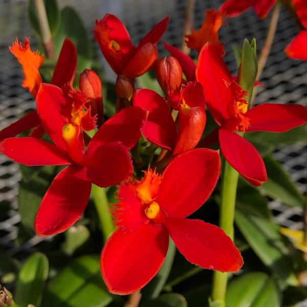 （観葉植物）　観葉植物　_gardening　園芸　ガーデニング　ビバリウム　アクアテラリウム　パルダリウム　花　苗　洋ランシリーズ　洋蘭　着生ラン　植物　植物生体　ガーデニング生体　育て方　育成方法　栽培方法　ラン科エピデンドラム属　非耐...