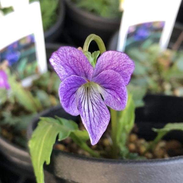 観葉植物　_gardening　ガーデニング　山野草　菫　ヴィオラ　マンジュリカ　ヒゴスミレ　Ｖｉｏｌａ　ｃｈａｅｒｏｐｈｙｌｌｏｉｄｅｓ　ｖａｒ．ｓｉｅｂｏｌｄｉａｎａ　×　ｍａｎｄｓｈｕｒｉｃａ ｖａｒ．ｔｒｉａｎｇｕｌａｒｉｓ　植物　...