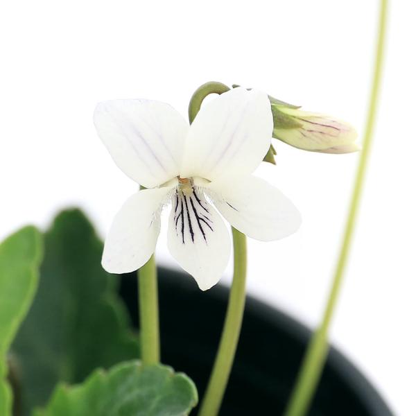 観葉植物　_gardening　ガーデニング　山野草　菫　ヴィオラ　Ｖｉｏｌａ　ｉｗａｇａｗａｅ　×　ｂｅｔｏｎｉｃｉｆｏｌｉａ　ｖａｒ．ｏｂｌｏｎｇｏ―ｓａｇｉｔｔａｔａ　植物　植物生体　ガーデニング生体　snys_viola　育て方　育...