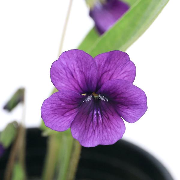 観葉植物　_gardening　ガーデニング　山野草　菫　ヴィオラ　マンジュリカ　Viola　ｍａｎｄｓｈｕｒｉｃａ‘Ｆｕｊｉｍｙｏｊｉｎ’　植物　植物生体　ガーデニング生体　snys_viola　育て方　育成方法　栽培方法　bnr_hrg...