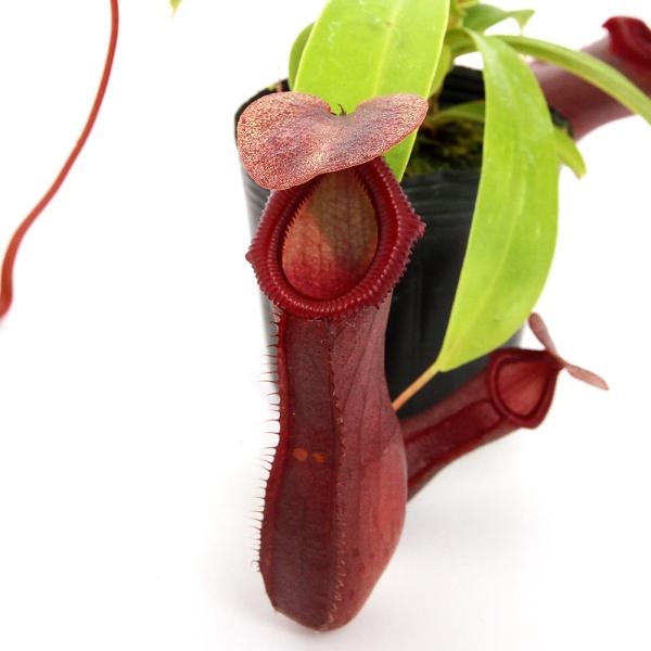 paludariumplants　パルダリウム　テラリウム　観葉植物　_gardening　_interior　otosiana_pio　onepot_pio　mushiyoke_plants　all_plants　園芸　ガーデニング　ビバ...