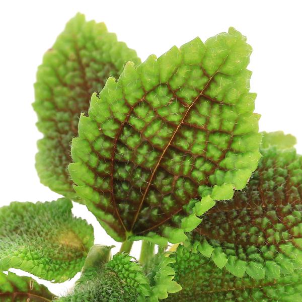 _hachu　_kame　観葉植物　ガーデニング　ビバリウム　アクアテラリウム　パルダリウム　両爬向き植物　イラクサ科　Pilea　cadierei　アルミニウムプランツ　アサバソウ　ハイドロカルチャー　オアシス苗　all_plants　o...