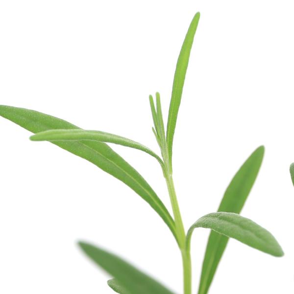 観葉植物　_gardening　ガーデニング　ハーブ　苗　herbpot_series　ラバンジン　ラバンディン　育て方　育成方法　栽培方法　Lavandula　intermedia　opa2_delete　herb2022　シソ科ラベンダ...