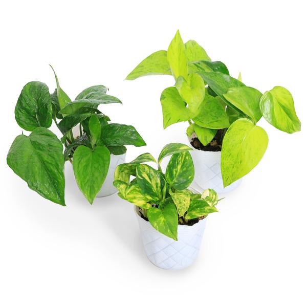 paludariumplants　_gardening　_hachu　_kame　観葉植物　園芸　ガーデニング　ビバリウム　アクアテラリウム　パルダリウム　サトイモ　Pothos　エピプレムヌム　Epipremnum　'Terno　Shan...