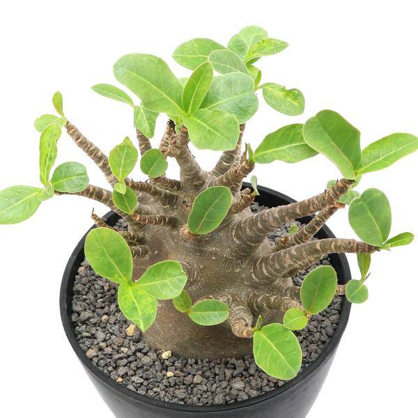 観葉植物　_gardening　ガーデニング　多肉植物　アデニューム　アデニウム　コーデックス　マダガスカル植物シリーズ　Ａｄｅｎｉｕｍ　ａｒａｂｉｃｕｍ　アラビカム　アカビクム　デザートローズ　砂漠のバラ　キョウチクトウ　熱帯植物　Ｄｅｓ...