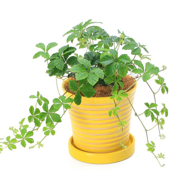 ガーデニング　観葉植物　シュガーバイン　陶器鉢植え　パステルホルべＬ　イエロー　受皿付き！　ココヤシファイバー　おしゃれ　室内　プレゼント　鉢植え植物　鉢植え　陶器鉢　インテリア　グリーン　ｒｋｎｄ　creategardening　2024...